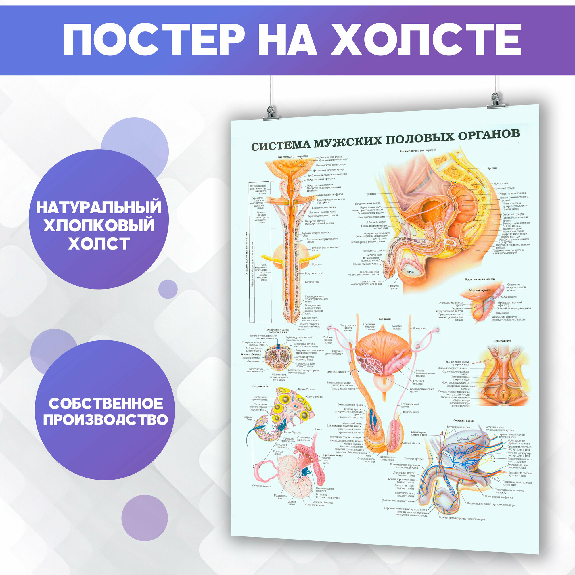 Постер медицинская, урология, анатомия, строение мужских половых органов (4) 60х80 см