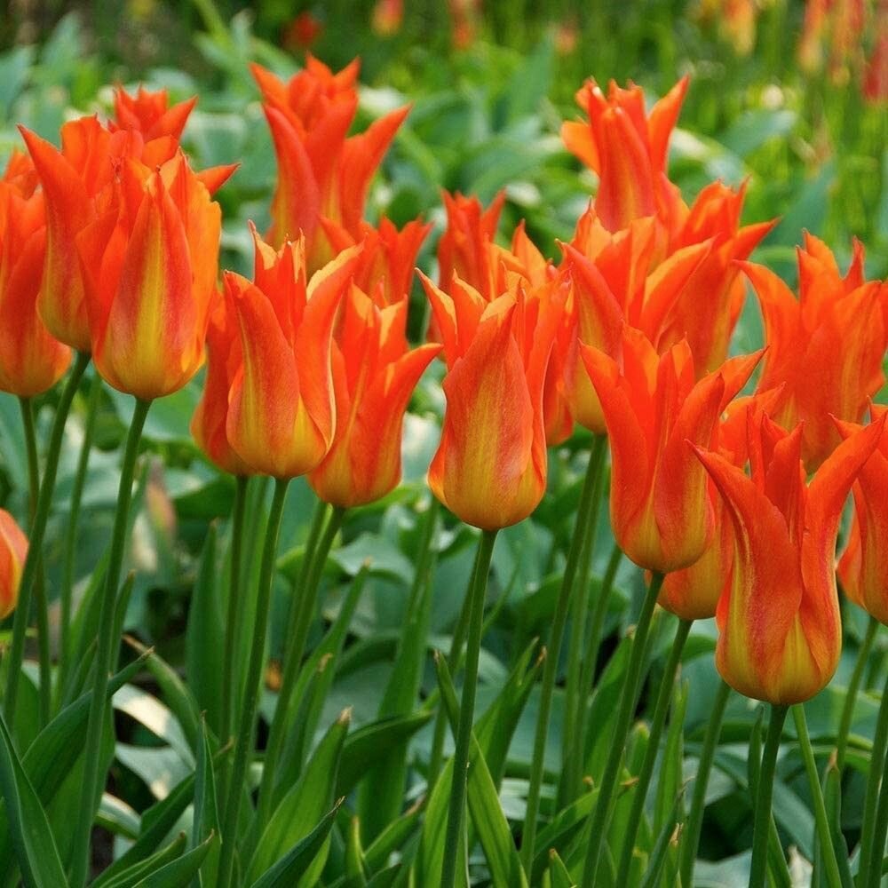 Тюльпан лилиецветный Лилифайер 10 шт.