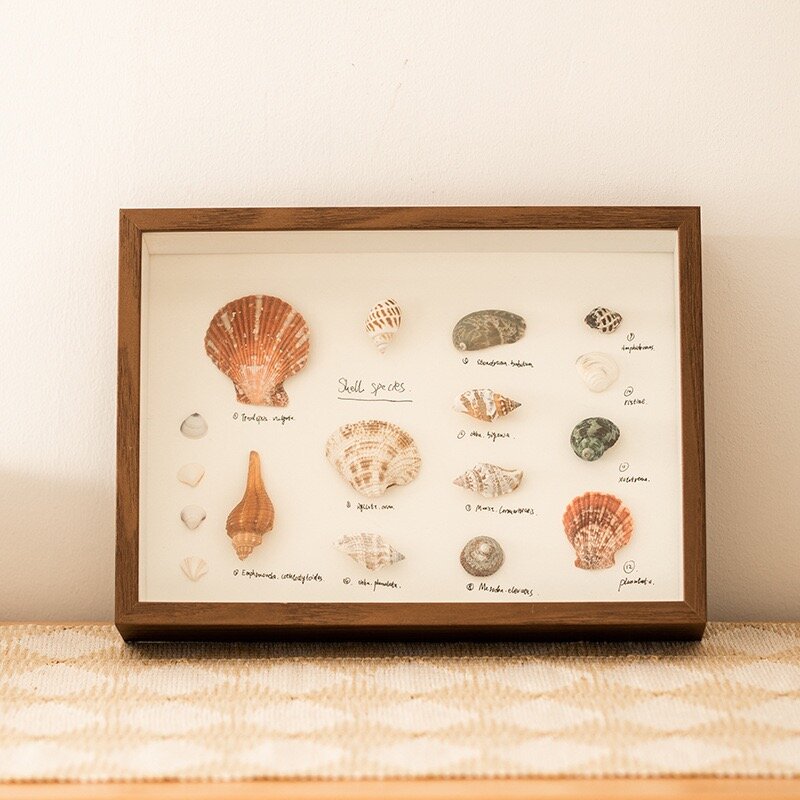 Полая трехмерная фоторамка из сушеных цветов диаметром 3 см, декоративная фоторамка из ракушки и раковины своими руками (101 мм * 152 мм)