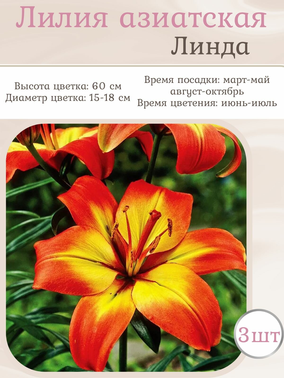 Лилия Азиатская, многолетние цветы, луковицы 3 шт