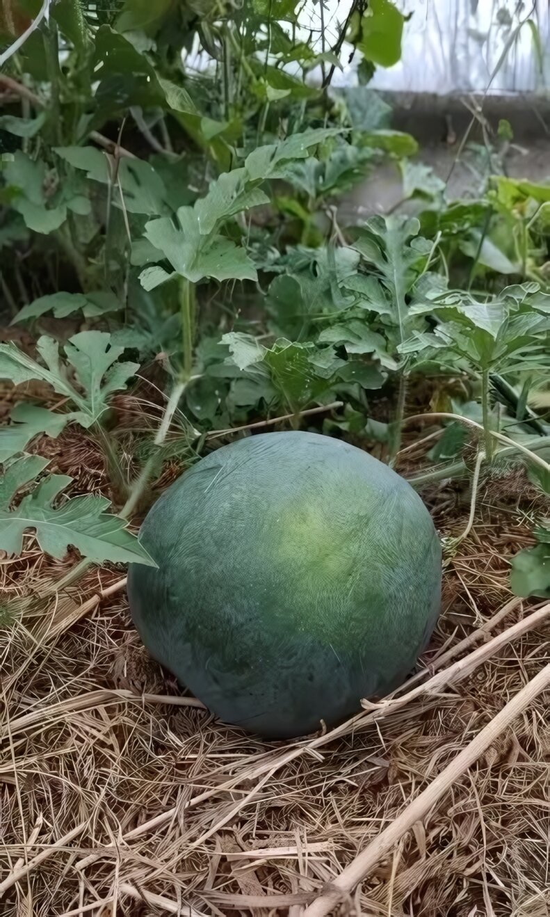 Семена арбуза Огонек 1 гр, раннеспелый сорт для открытого грунта и теплиц, плоды 2-3 кг, сладкая красная мякоть, Россия