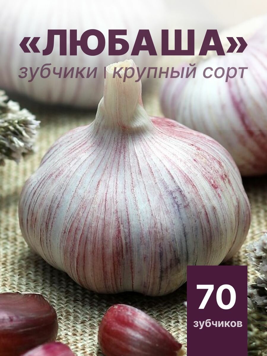 Зубчики чеснока на посадку "Любаша" 70шт