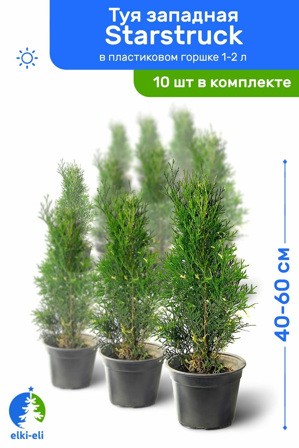 Туя западная Starstruck (Старструк) 40-60 см в пластиковом горшке 1-2 л, саженец, хвойное живое растение, комплект из 10 шт