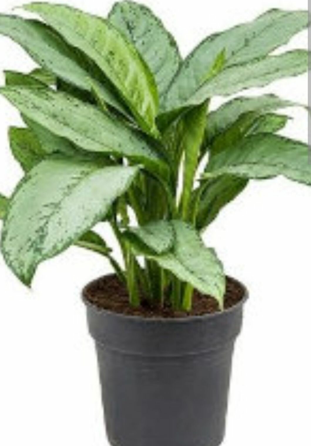 Аглаонема Фридман 1 росток 35-40 см