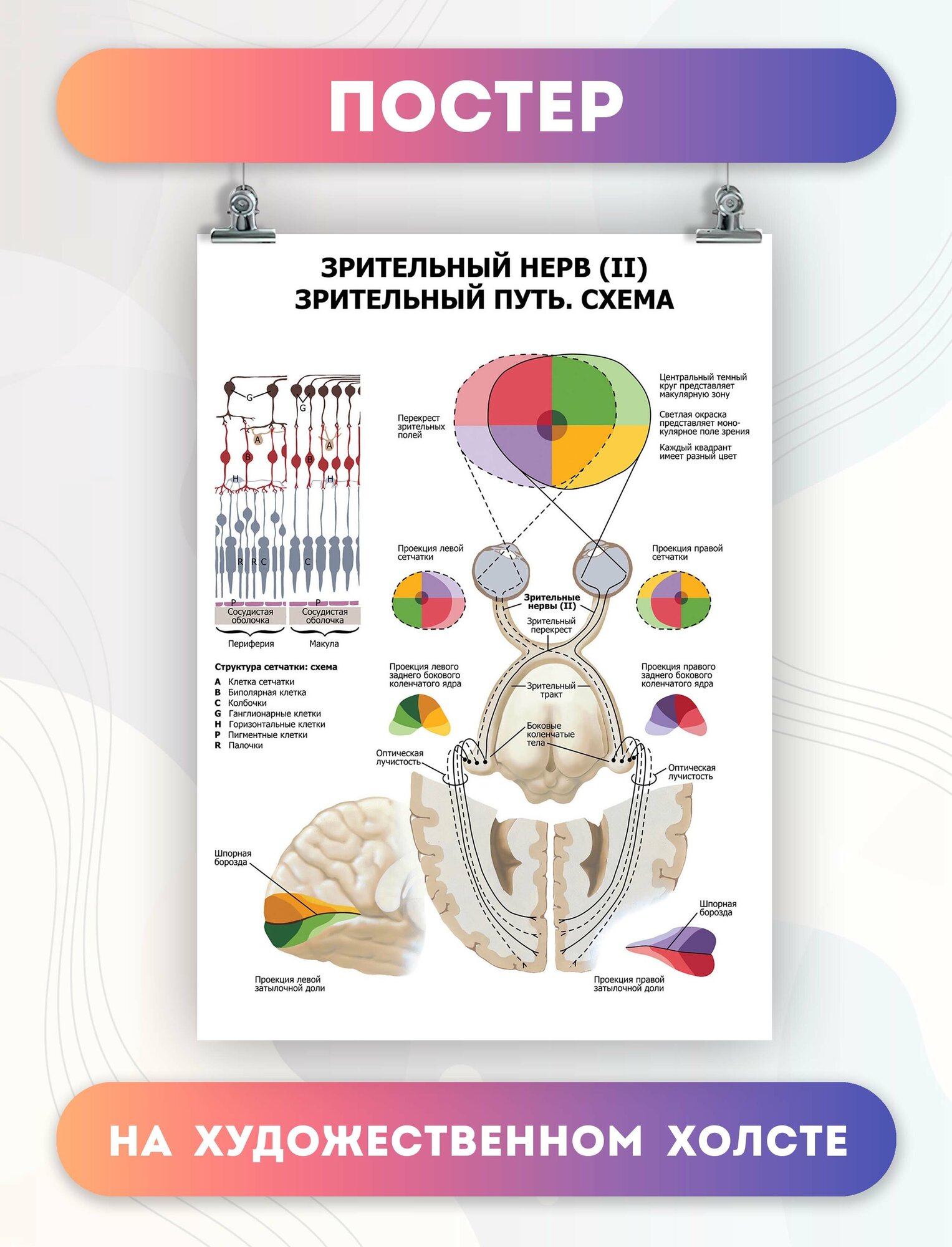 Постер на холсте зрительный нерв больницы медицина (23) 50х70 см