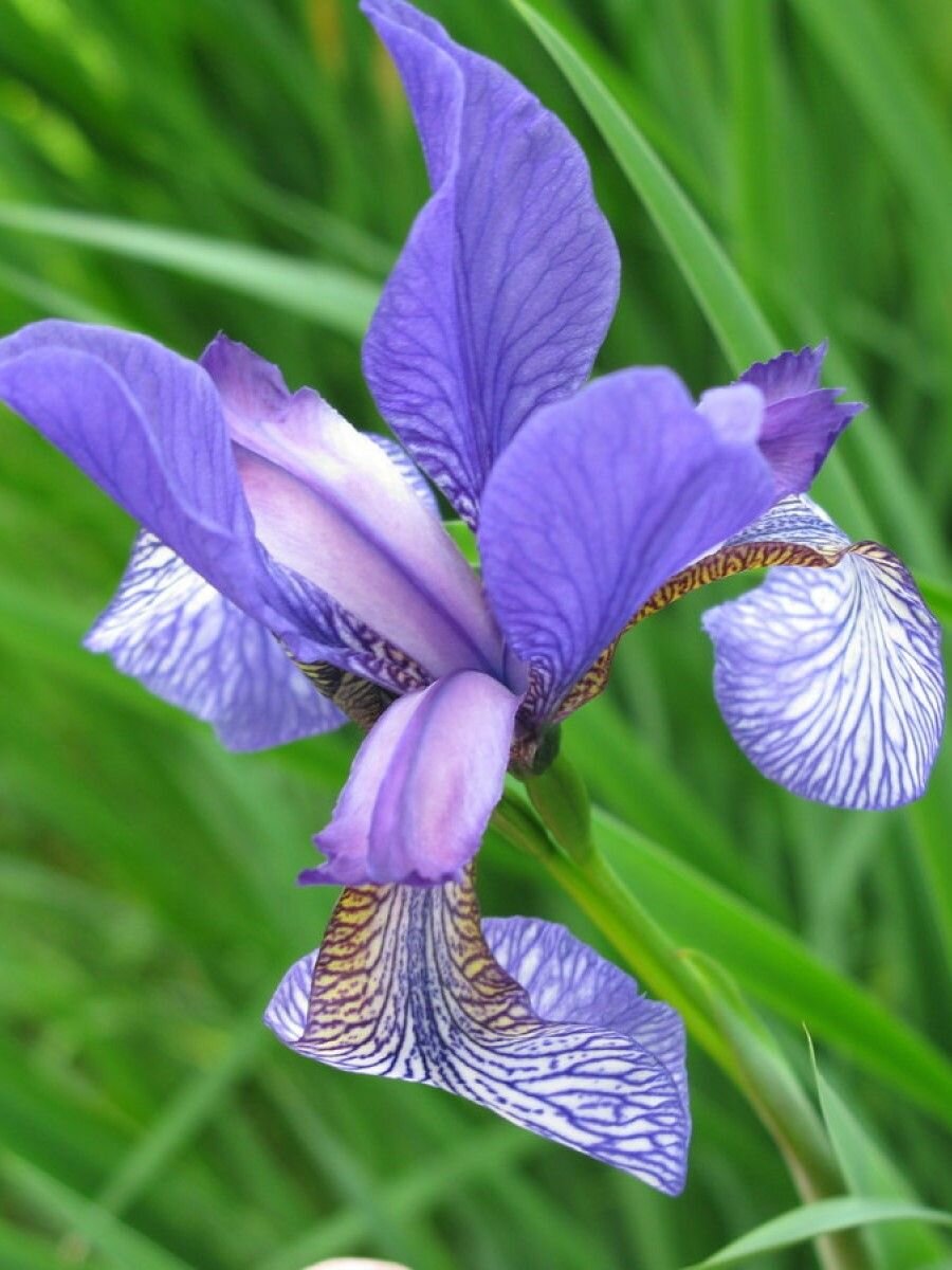 Ирис Сибирский семена 10 штук