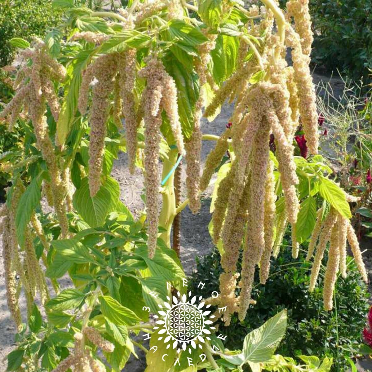 Семена Амарант белый (лат. Amarnthus lbus) 250 шт от Green Legacy