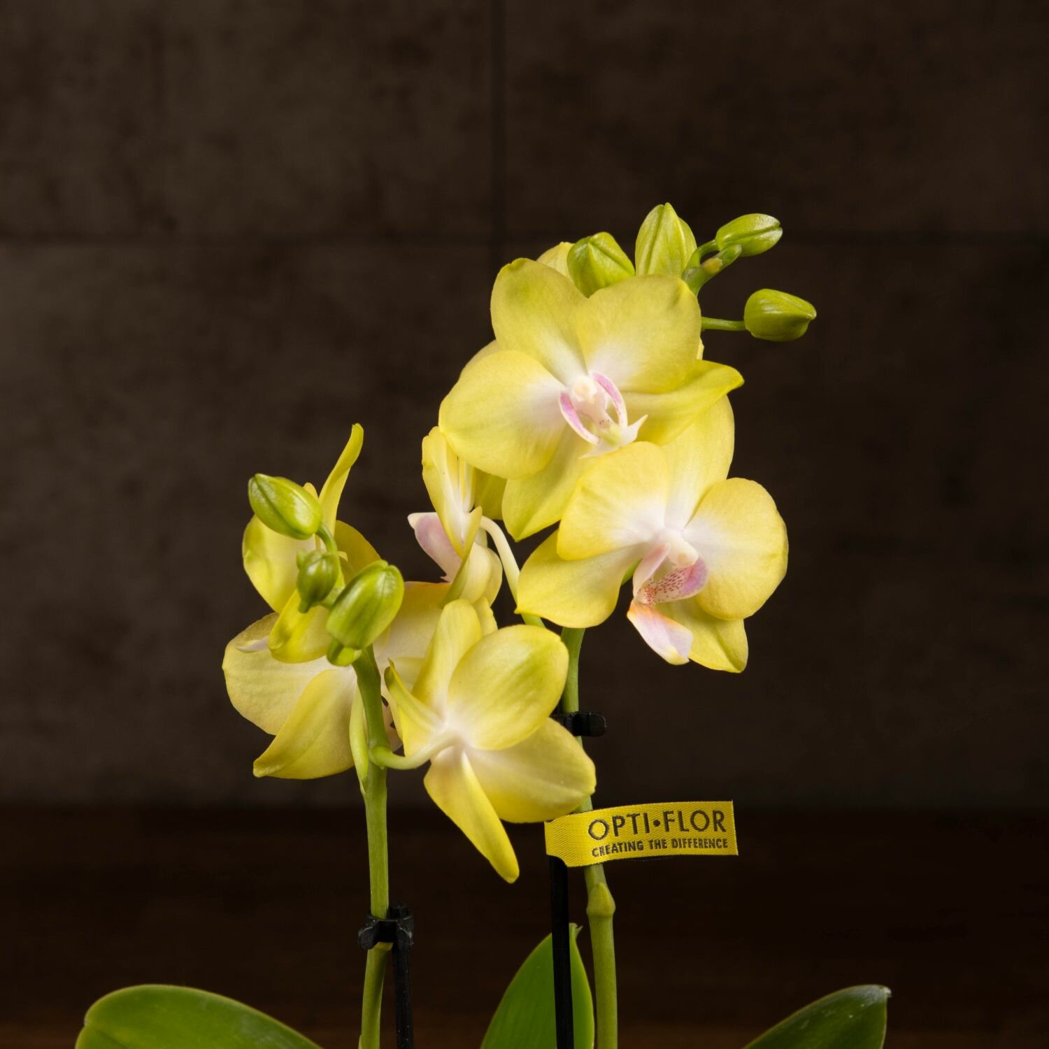 Орхидея Фаленопсис мини Нежный лайм D7