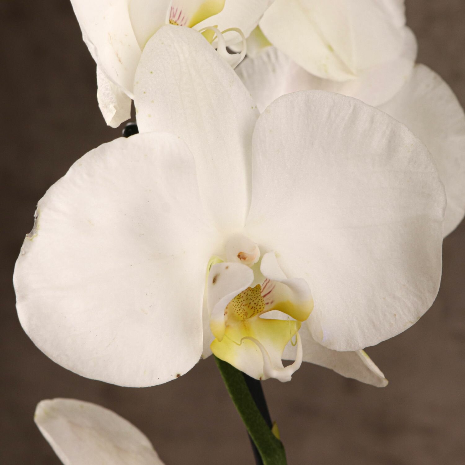 Орхидея Фаленопсис белая 2 ст
