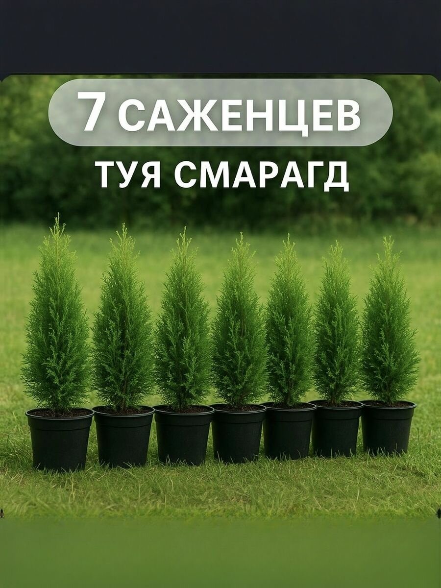 Туя "Смарагд", многолетняя, морозостойкая, для вертикального озеленения