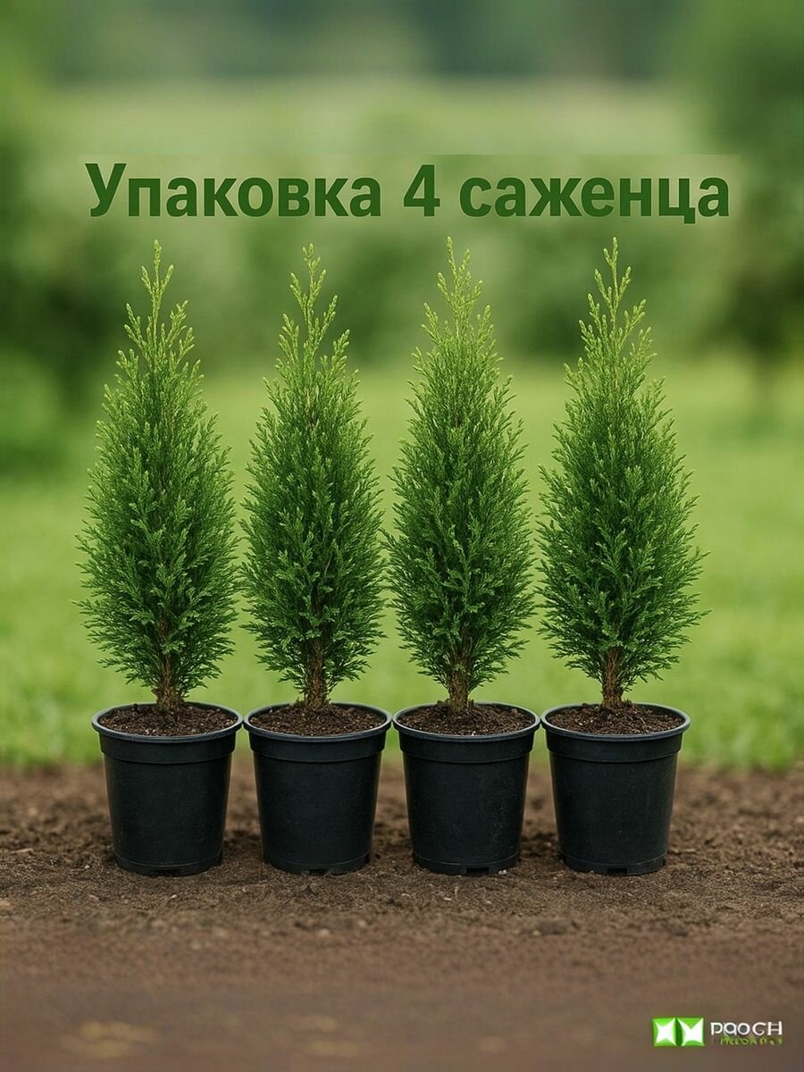 Туя "Смарагд", для вертикального озеленения, многолетняя, морозостойкая