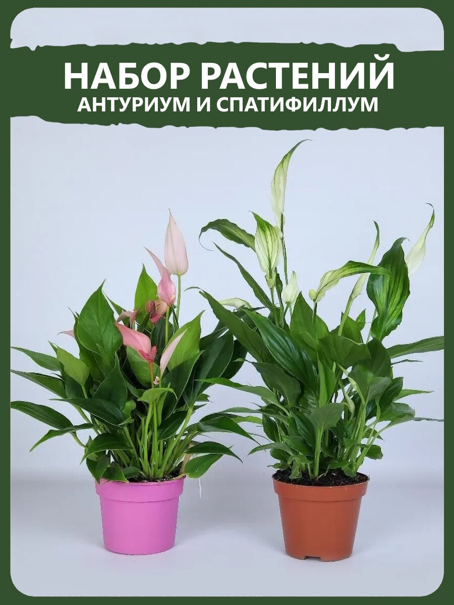 Набор Антуриум Лили и Спатифиллум Шопен, D-9