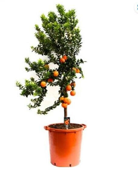 Мандариновое дерево- Citrus reticulata D46 H170
