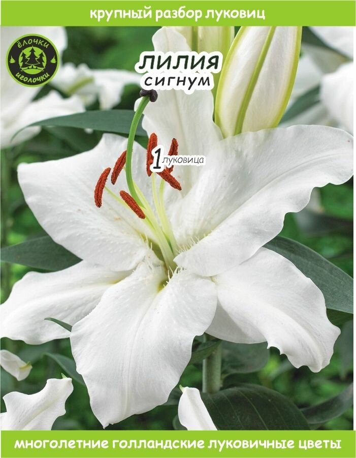Лилия, Сигнум 1 луковица