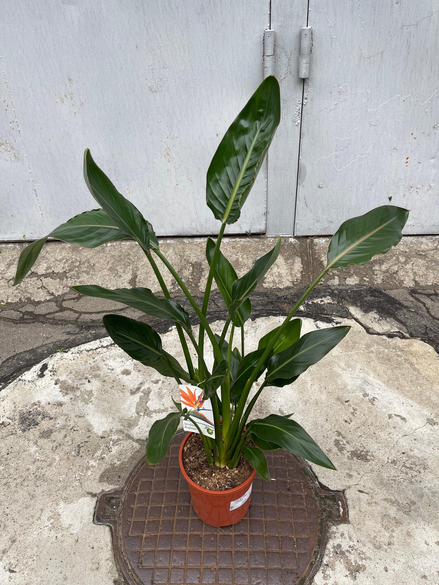 Стрелиция Регина 24/120