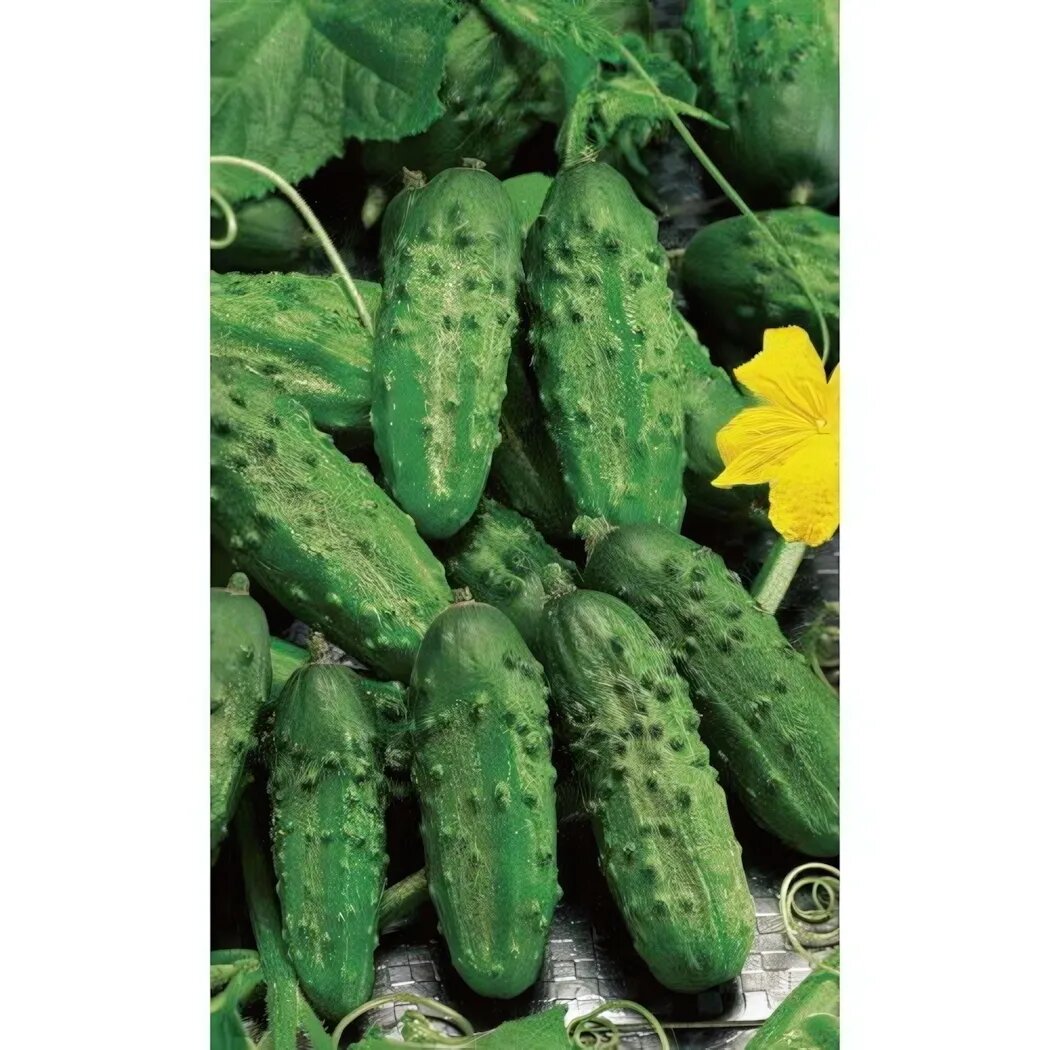 Семена огурца Хрустящий (Марс), для засолки, 10-13 см, устойчив к болезням