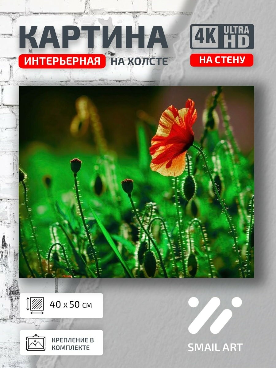 Картина на холсте интерьерная 40 на 50 на стену цветком мака для студии атмосфера