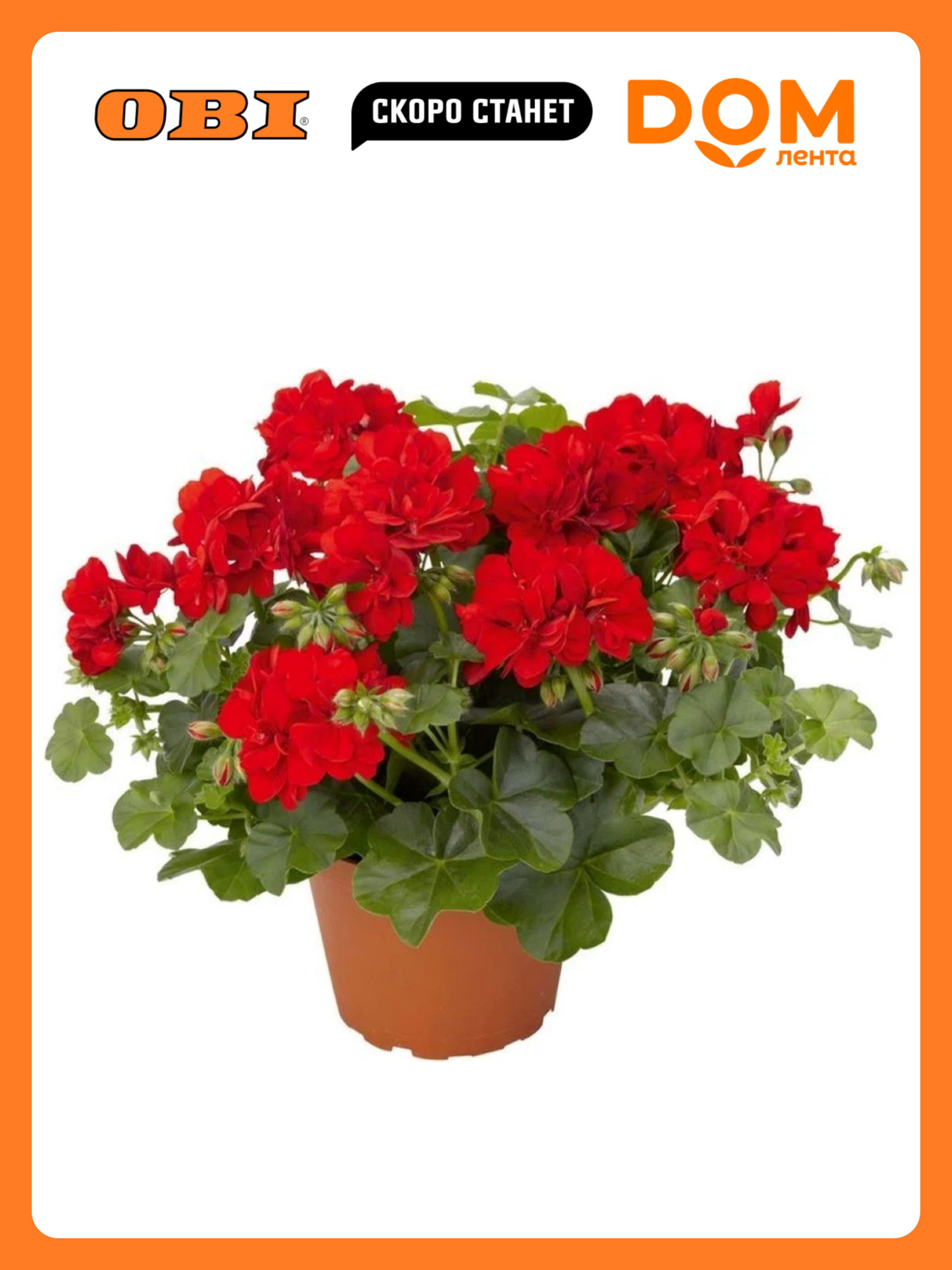 Пеларгония микс, неприхотливое растение, диаметр горшка 30,48 см