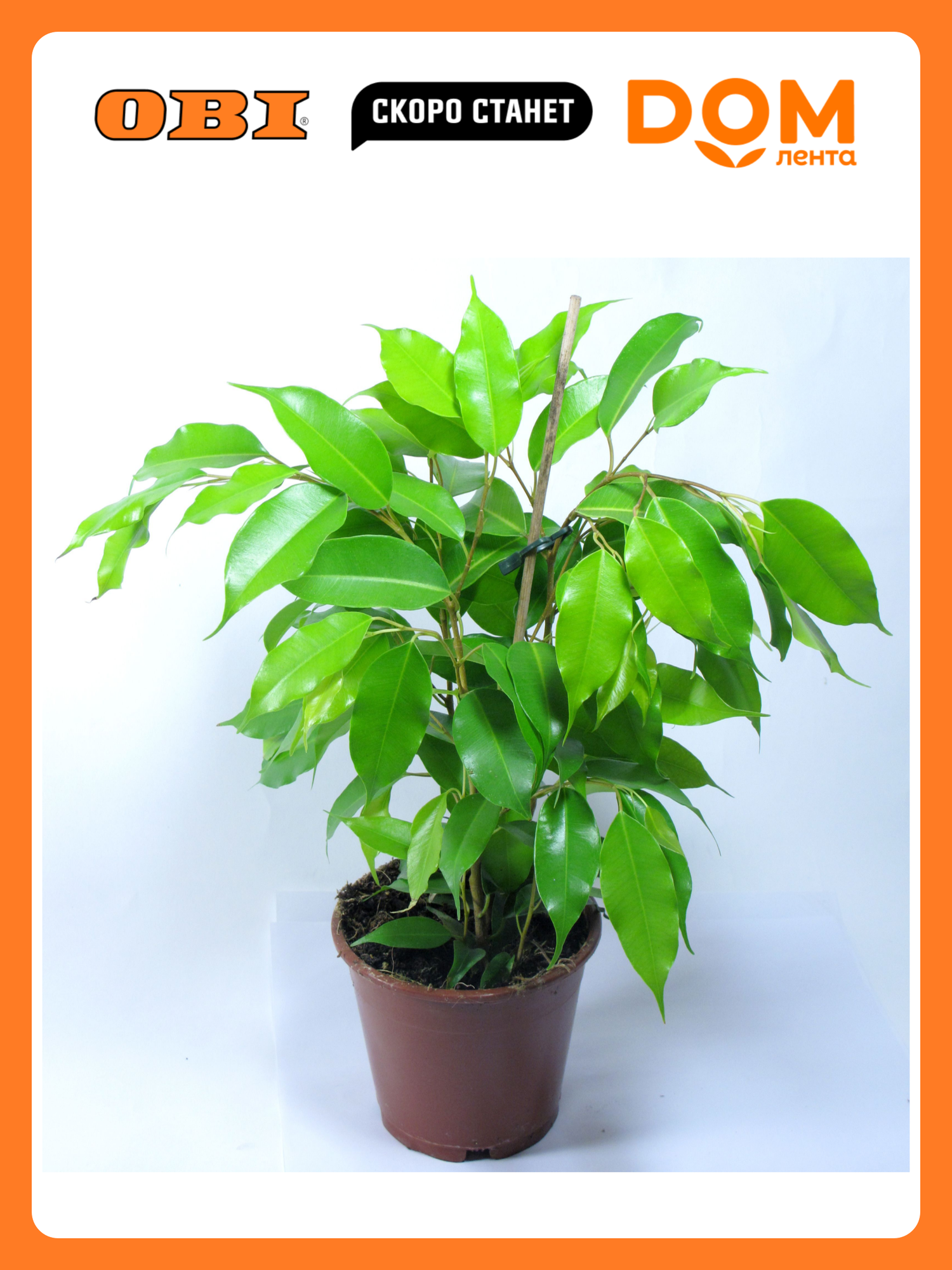 Фикус Бенджамина "Саман Та", декоративно-лиственный, высота 55см, диаметр горшка 14см