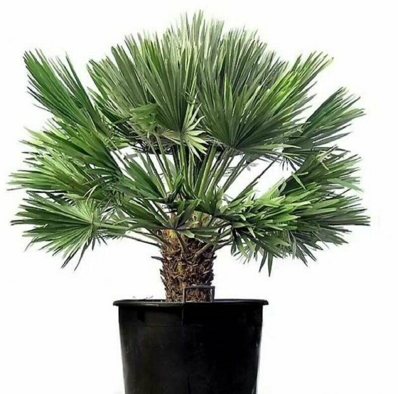 Хамеропс, Пальма комнатная, семена