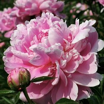 Пион молочноцветковый уфимские зори 1шт