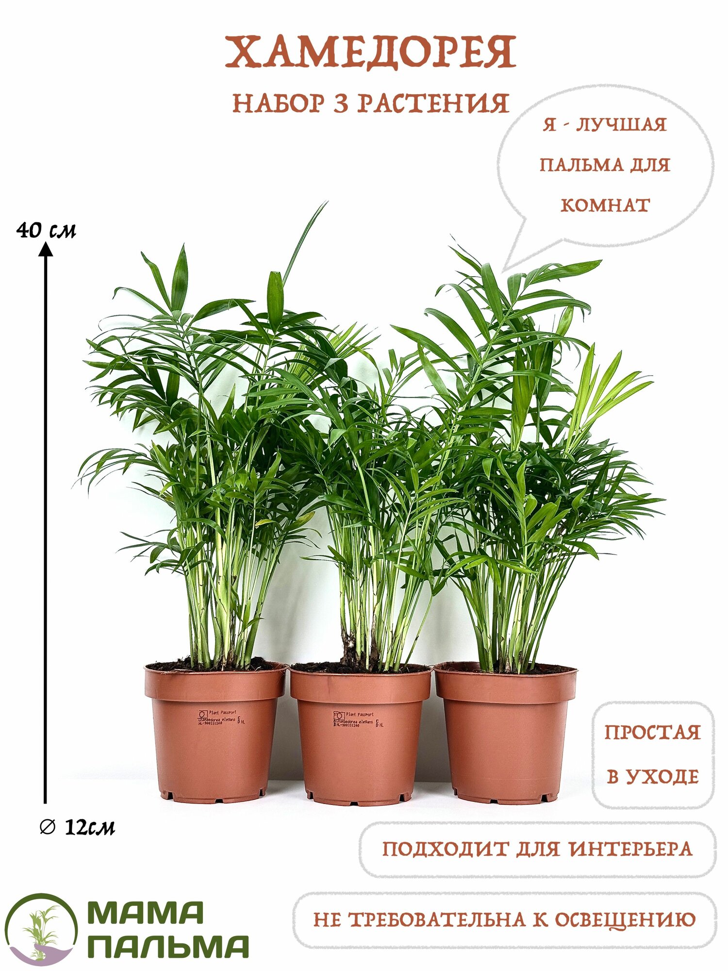 Набор 3 растения Пальма Хамедорея в горшке D12 высота 40 см (живые растения)