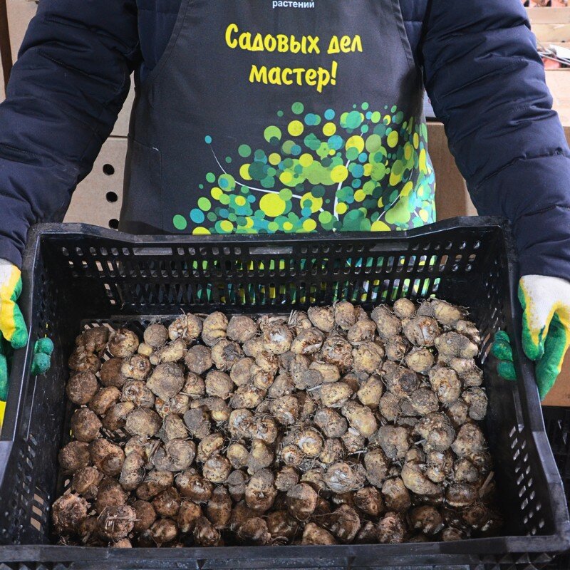 Калла Шварцвальдер (1 клубень), Нидерланды