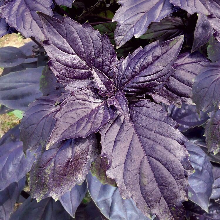 Семена растения Базилик Черный принц