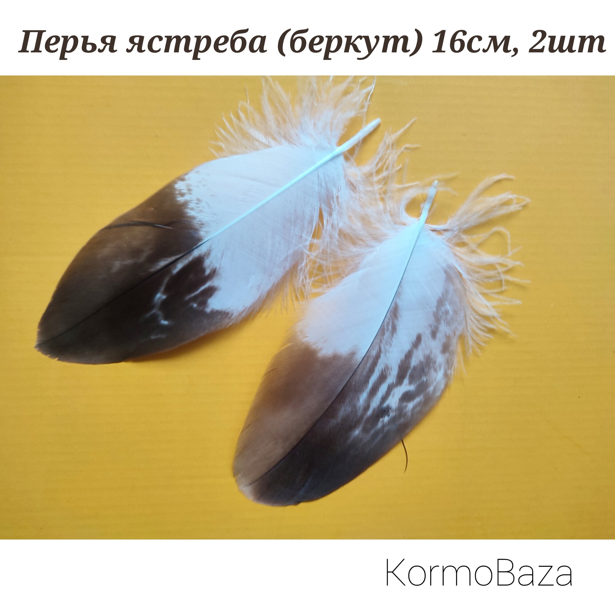 Перо ястреба (беркут), 2шт. Натуральные перья