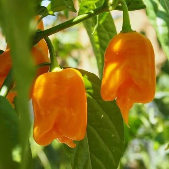 Семена Острого перца Trinidad Scorpion orange 7шт+ бонус
