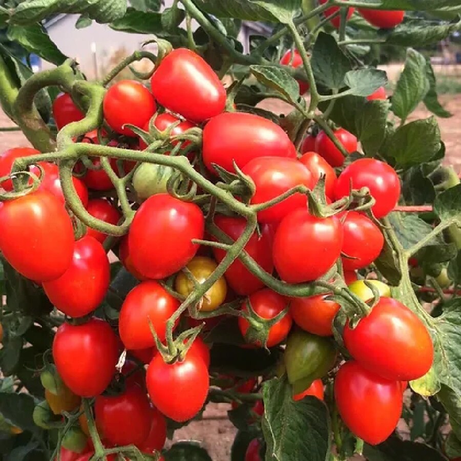 Семена Орешка Томат Gardener's Sweetheart 10 ШТ