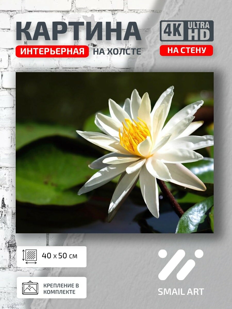 Картина на холсте интерьерная 40 на 50 на стену водяная лилия для гостиной пейзаж
