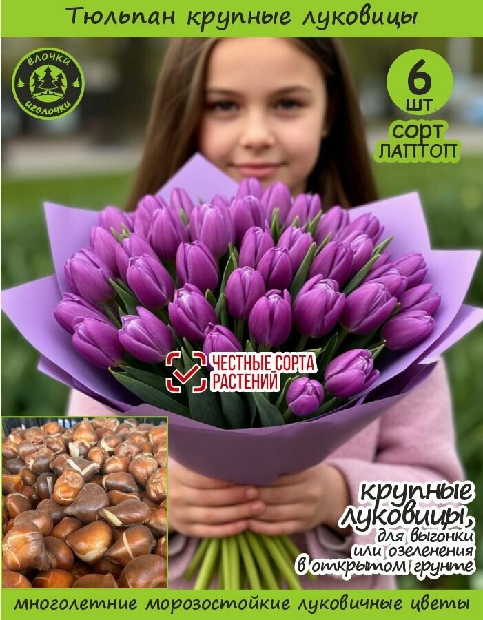 Тюльпан Луковица, Лаптоп, 6 шт крупные