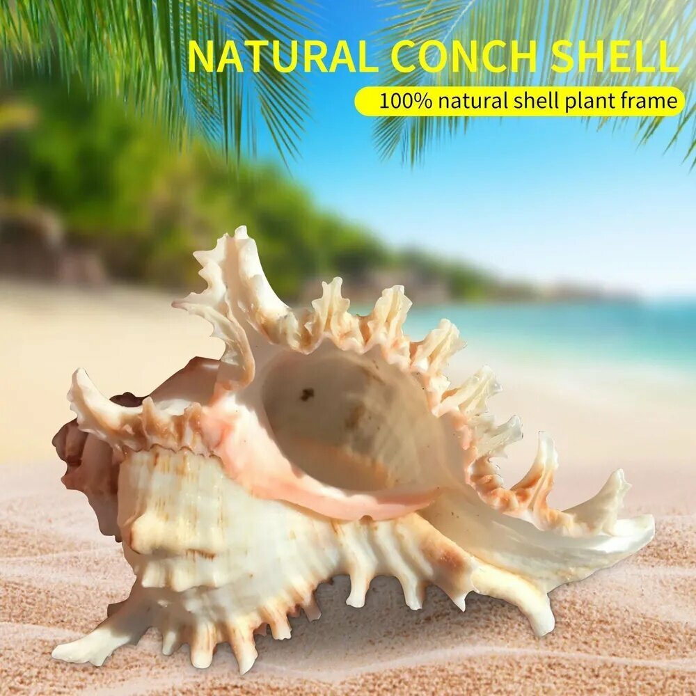 Морские ракушки горшки для растений из натуральной раковины .