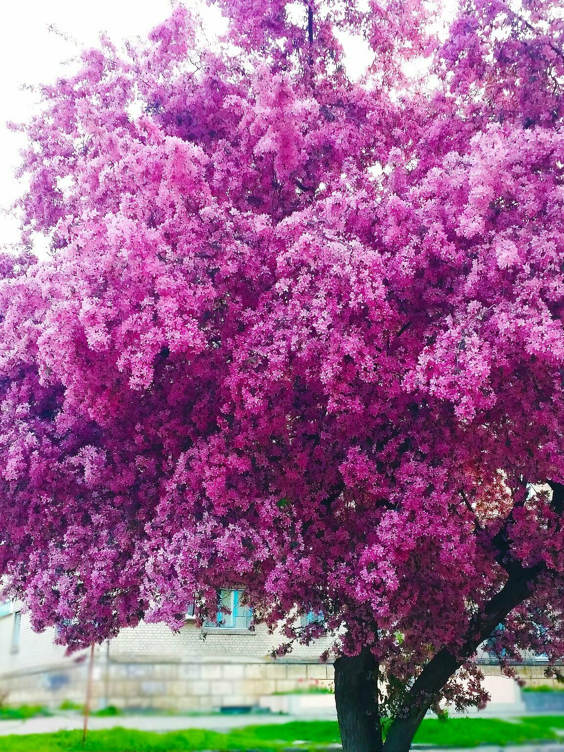 Яблоня Райская Аляска, Семена, 5 шт, семена декоративных растений