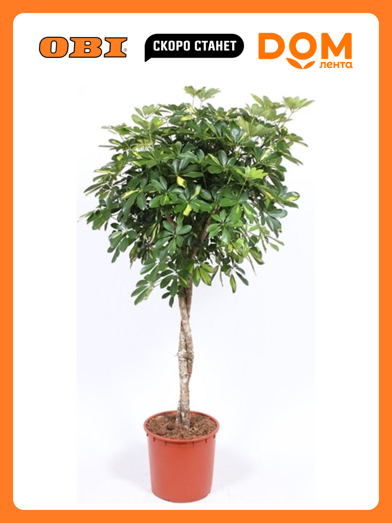 Растение Шеффлера Голд Капелла, высота 70см, диаметр горшка 17см