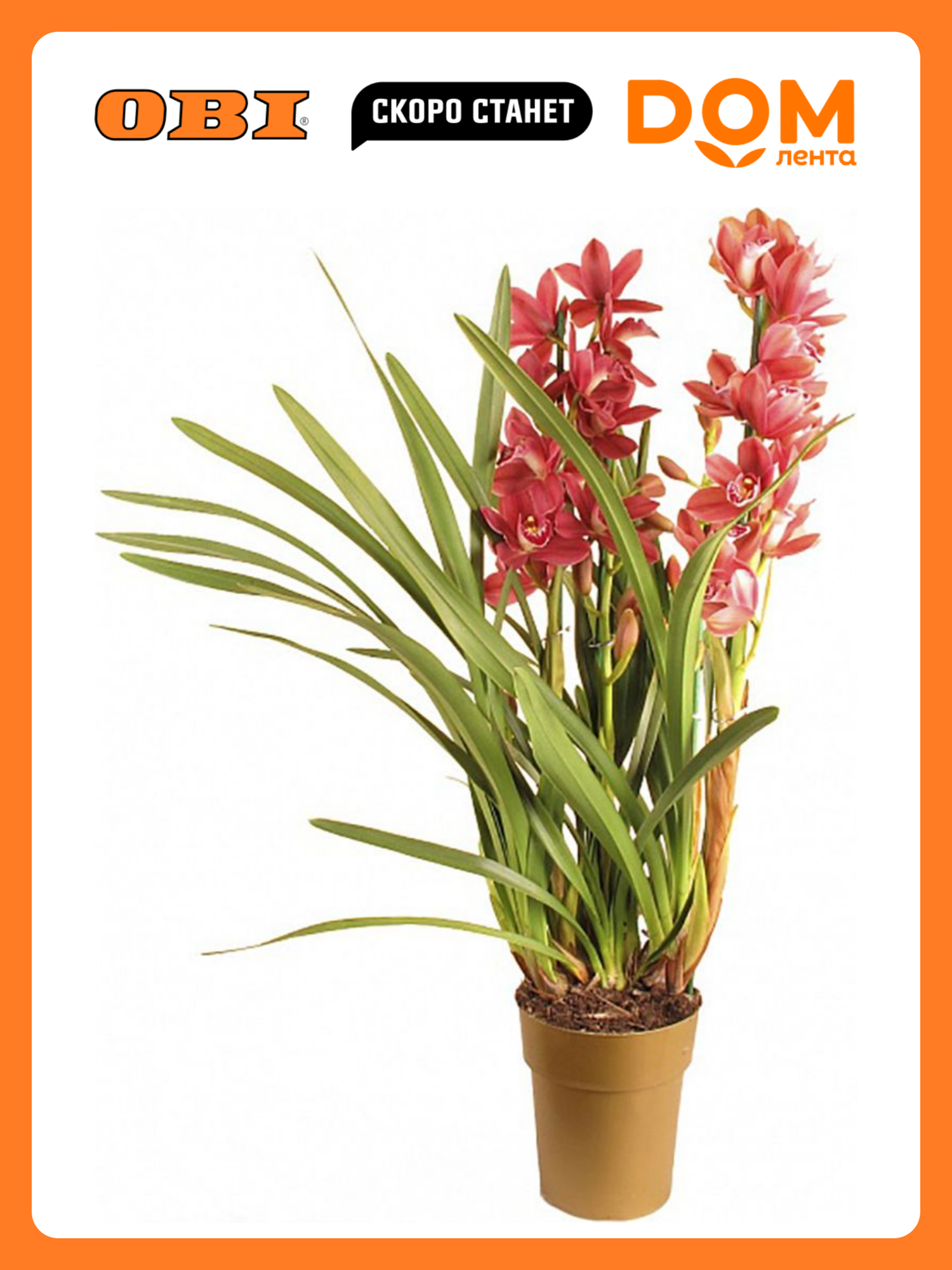 Орхидея Цимбидиум микс