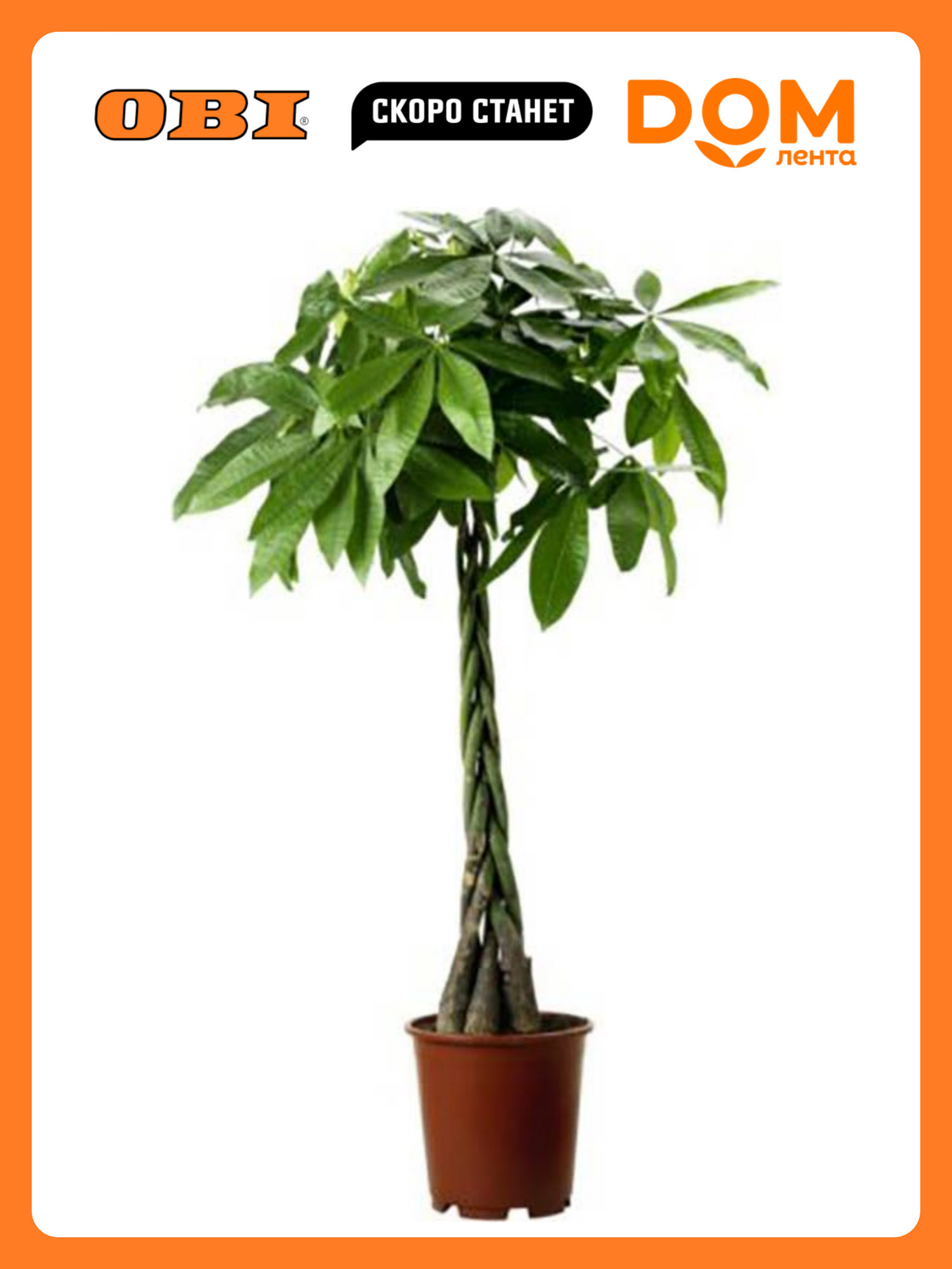 Пахира Акватика ствол Косичка D24 H135