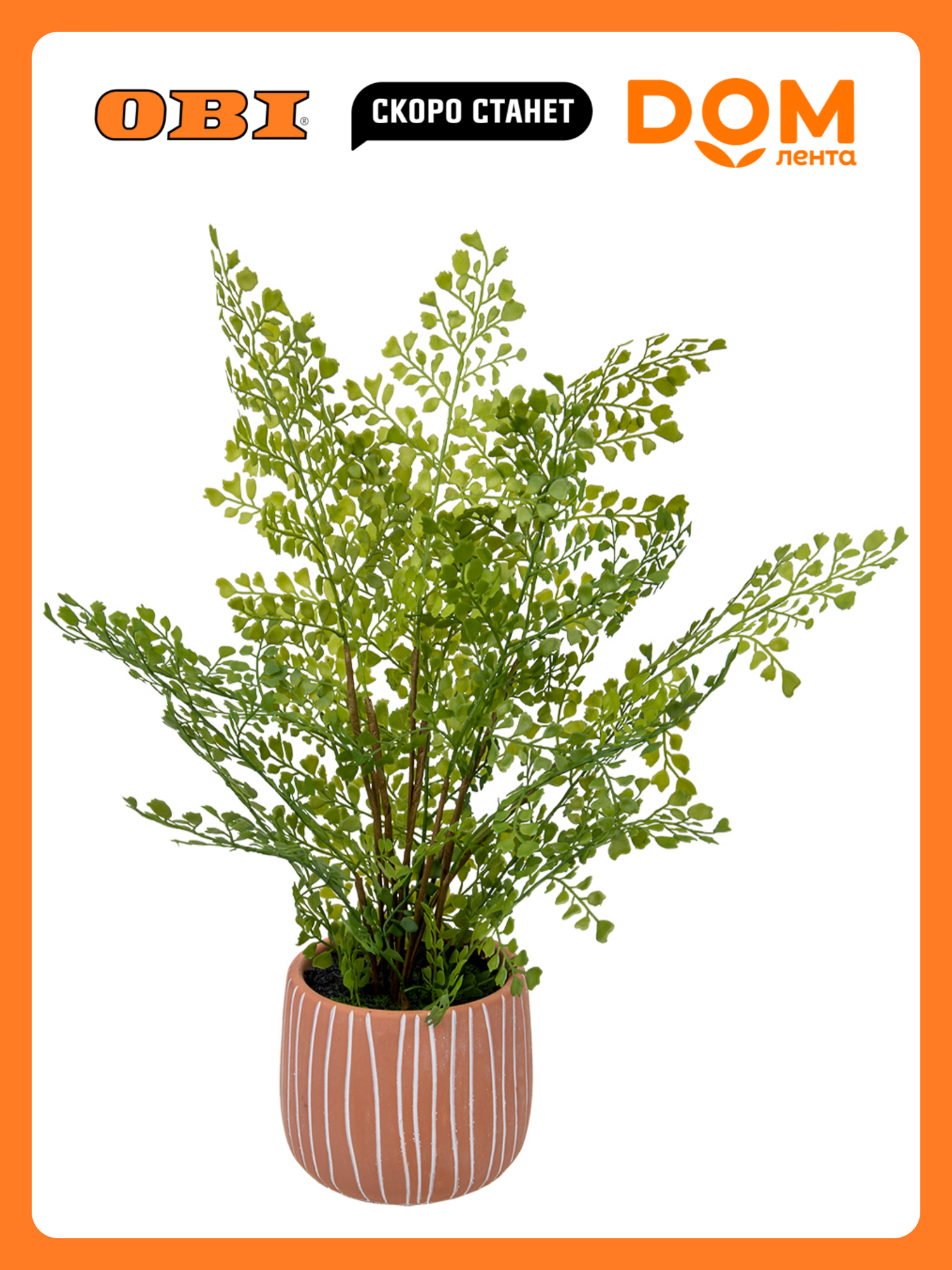 Папоротник курчавый в горшке 48 см