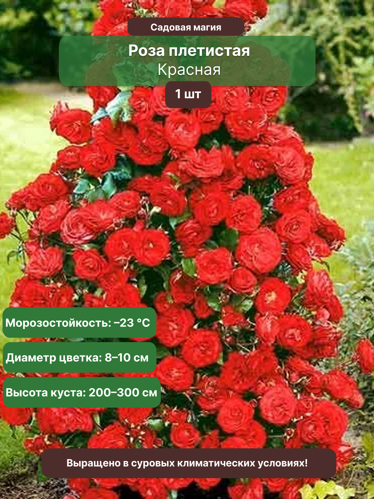Роза плетистая "Красная", многолетнее, ЗКС, цвет красный, высота 30-50 см, 1 шт