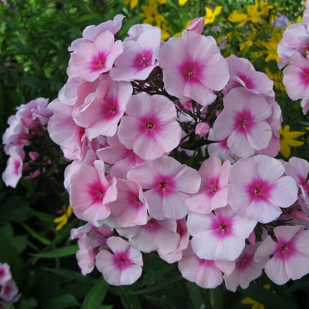 Флокс метельчатый Брайт Айс , x (1 корневище в пакете с торфом), Нидерланды