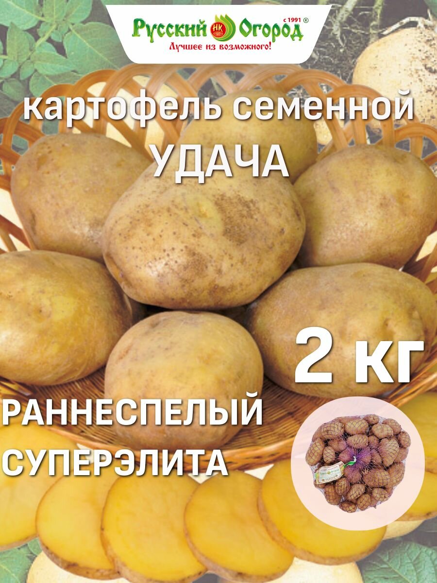 Картофель семенной Удача