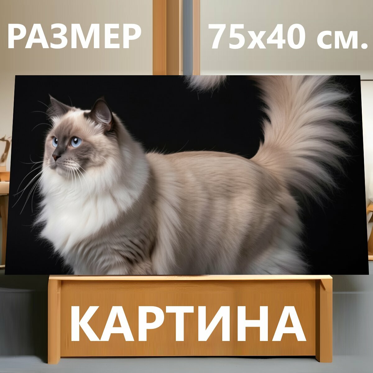 Картина на холсте "Пушистая голубоглазая кошка. Элегантное длинношерстное животное с дымчато-бежевым окрасом, белой грудкой и пышным хвостом на." на подрамнике 75х40 см. для интерьера