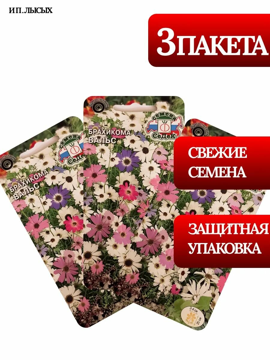 Семена Брахикома "Вальс"