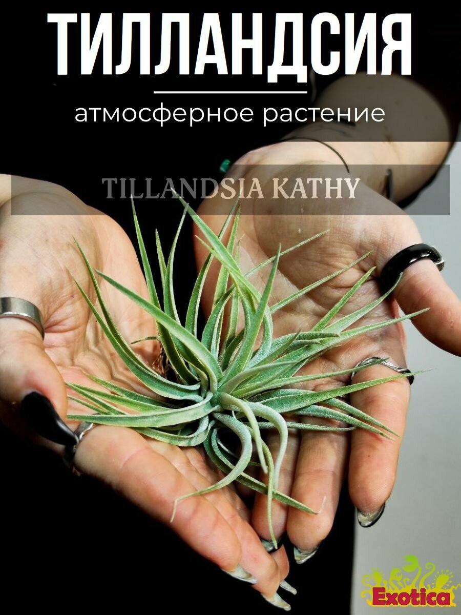 Тилландсия Кати (Tillandsia Kathy), атмосферное растение