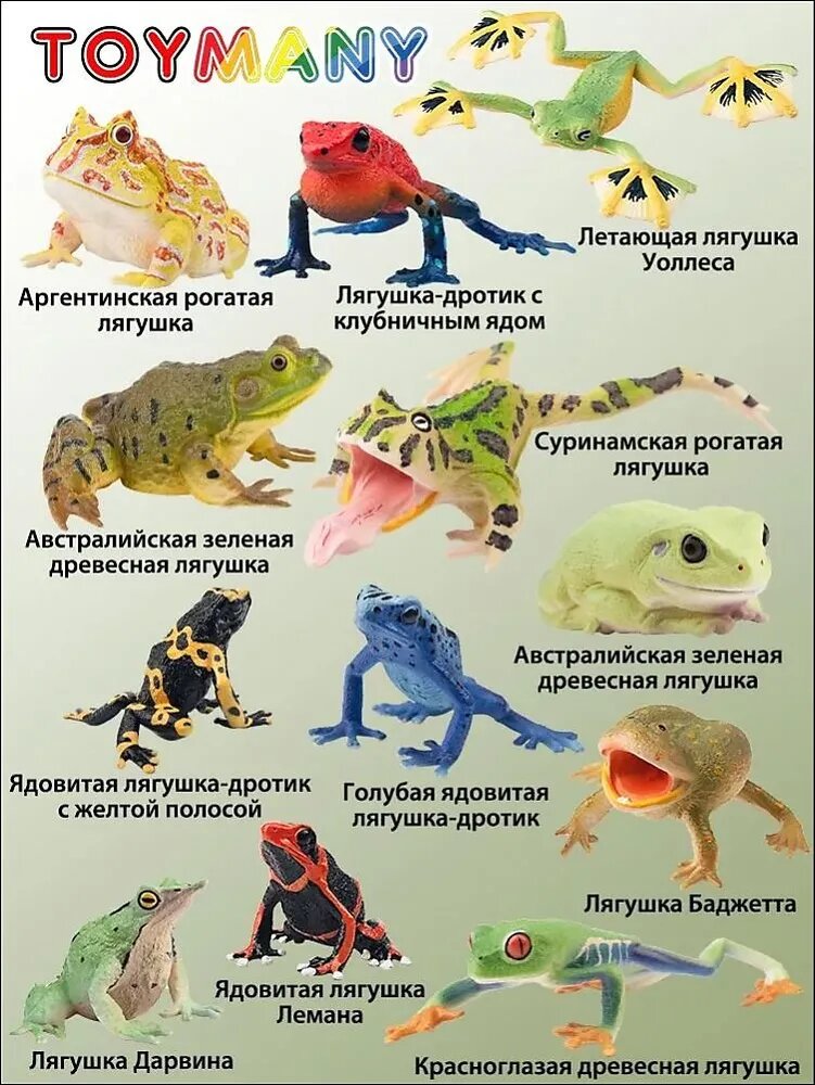 Toymany Набор фигурок животных из 12шт, лягушек-рептилий, коллекционные и реалистичные фигурки