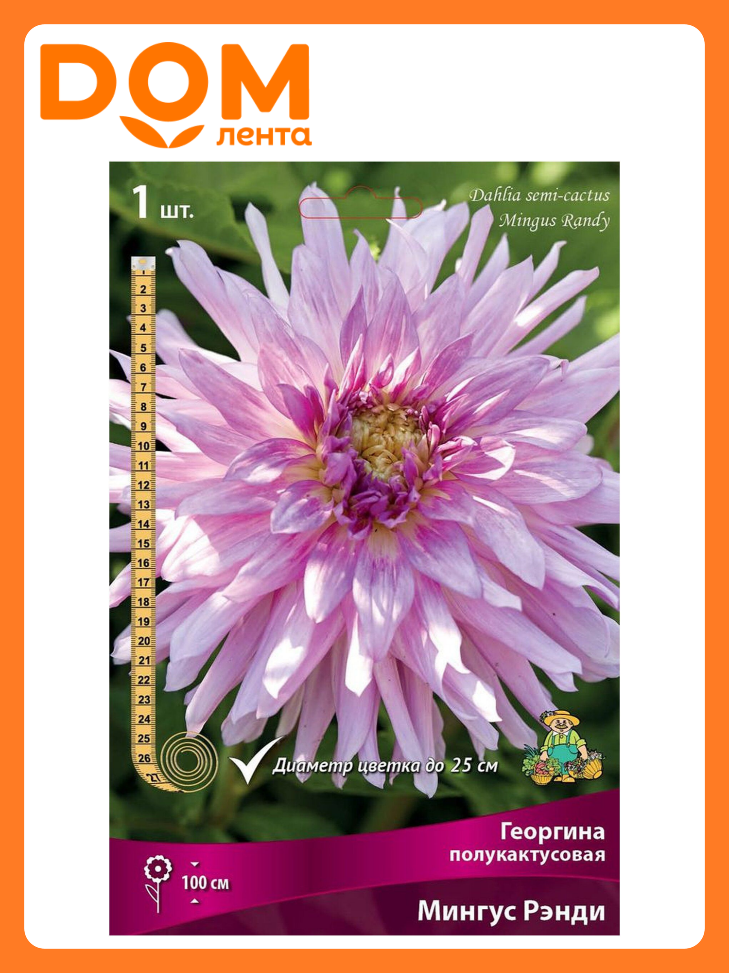 Луковицы георгины полукактусовой поиск Мингус Рэнди 1 шт
