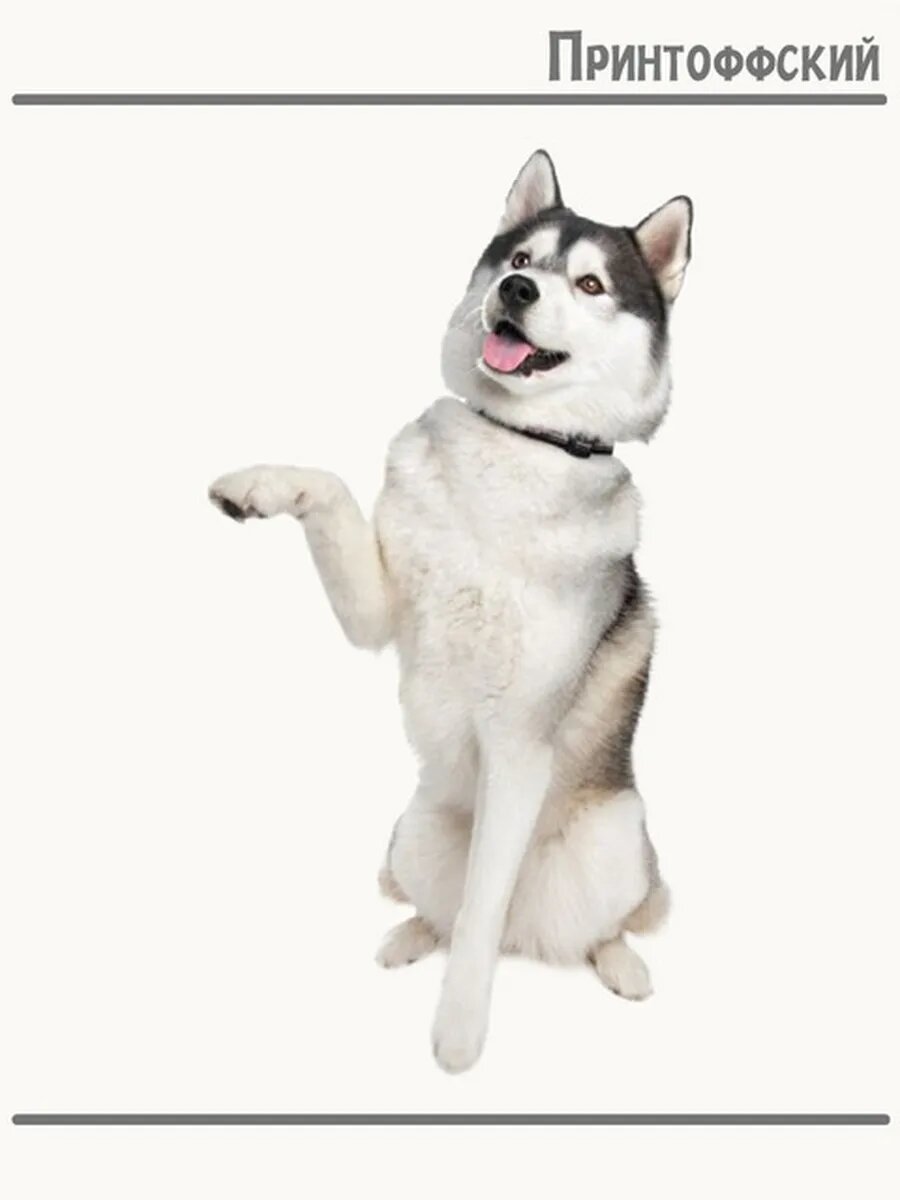 Термонаклейка для одежды и аксессуаров DTF-печать Собака Хаски Dog Дай Лапу