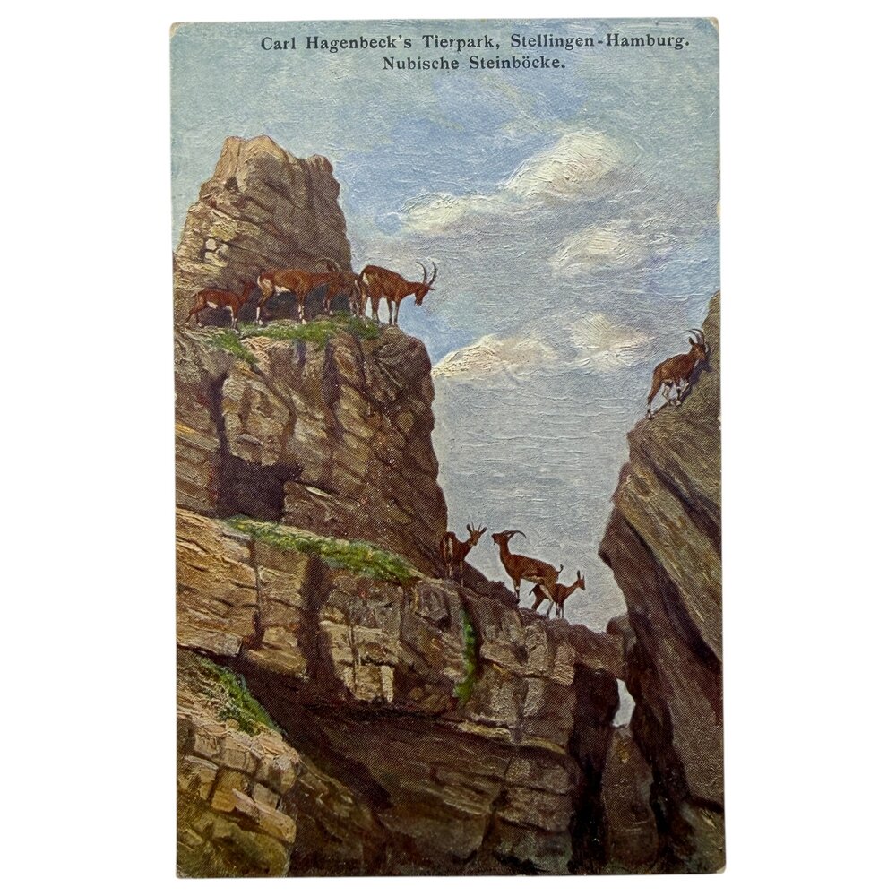 Почтовая открытка "Нубийские горные козлы в зоопарке Хагенбека" 1905-1910 гг. Германская Империя