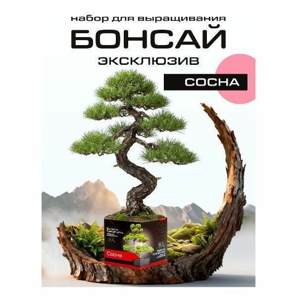 Набор для выращивания растений ЭкоКлуб Сосна